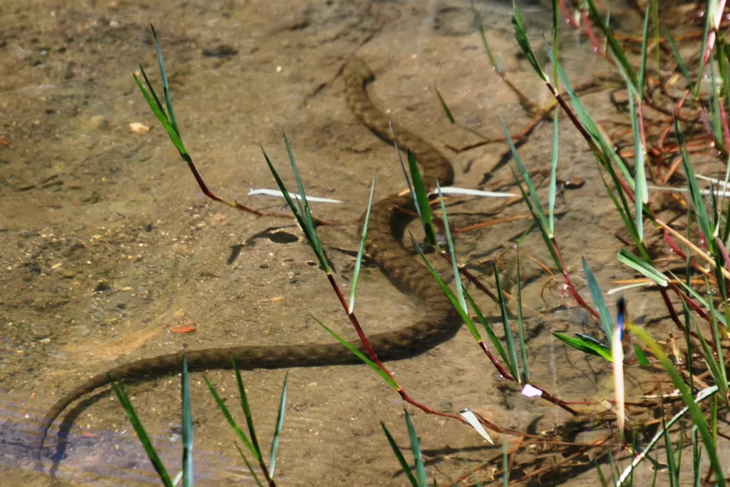 Gjarpri i vogel i ujit – Shoqata Herpetofauna Shqiptare