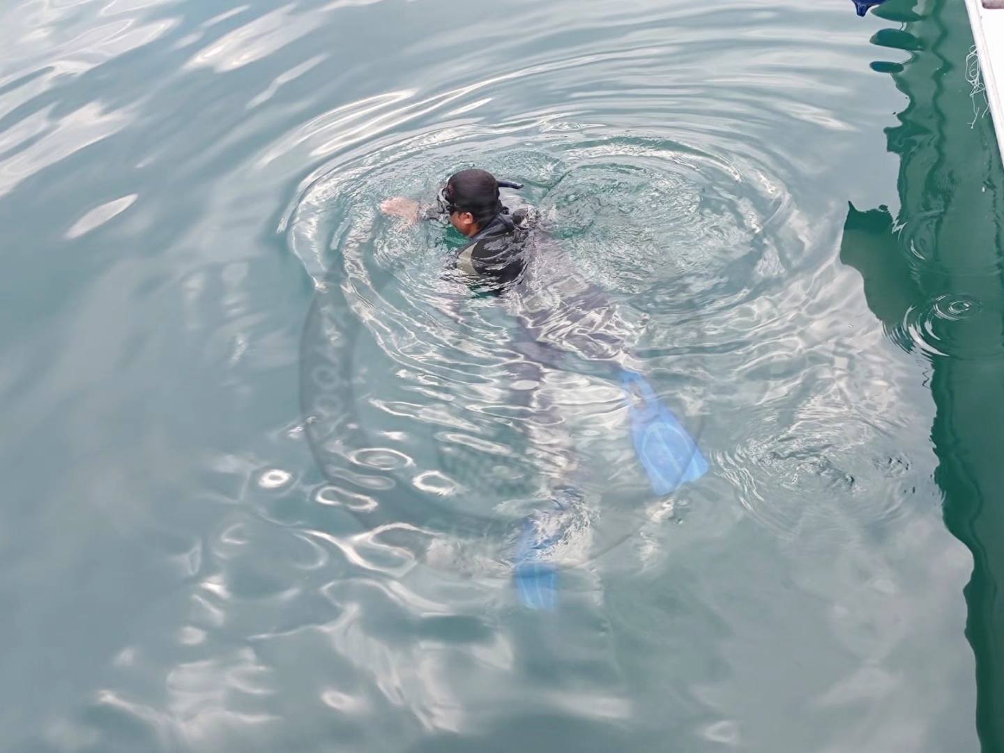 Shfaqin rrezik për breshkat detare/ HAS vijon me heqjen e rrjetave të ...